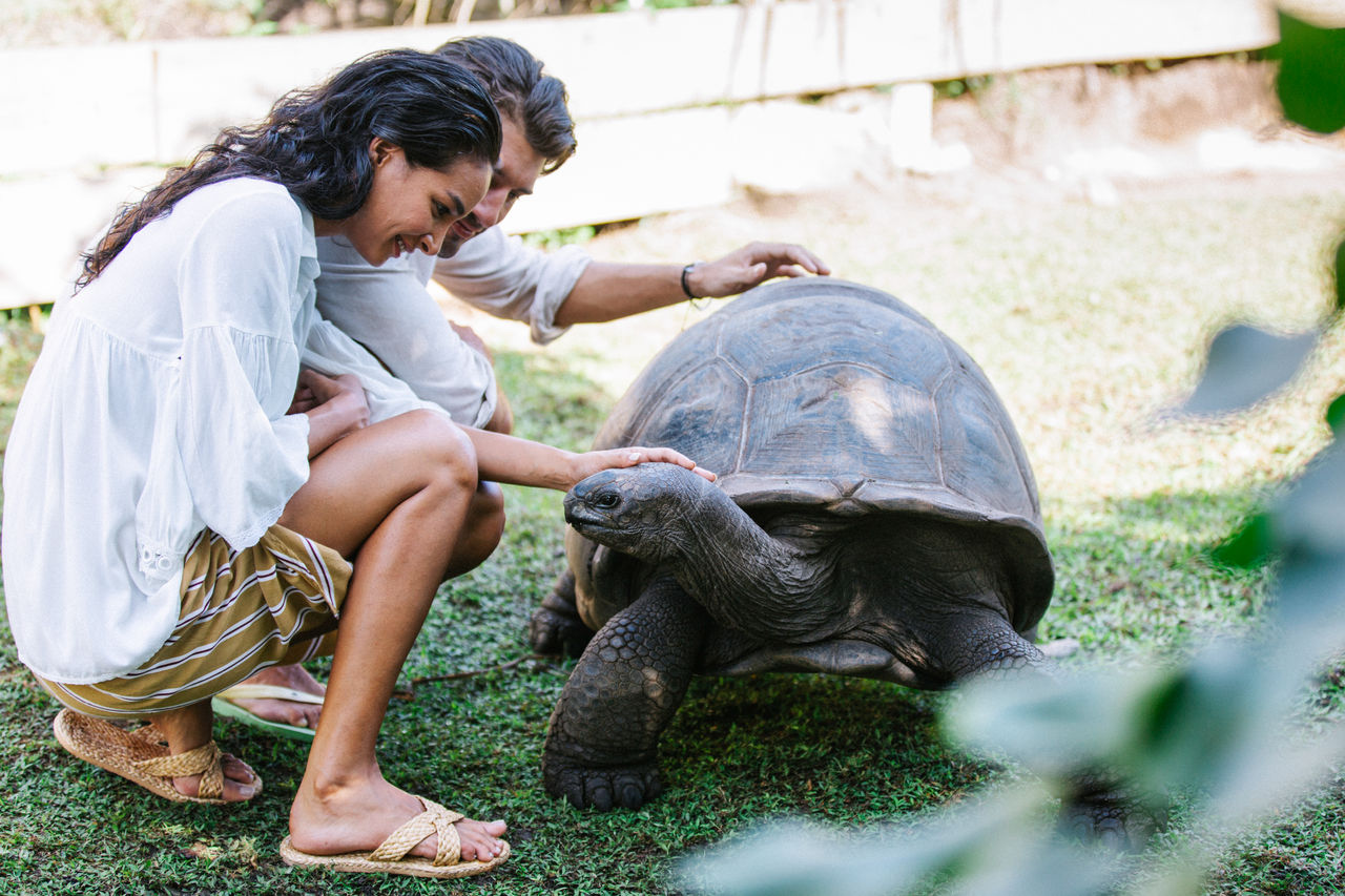 Познакомьтесь с гигантскими черепахами Альдабры at Raffles Seychelles